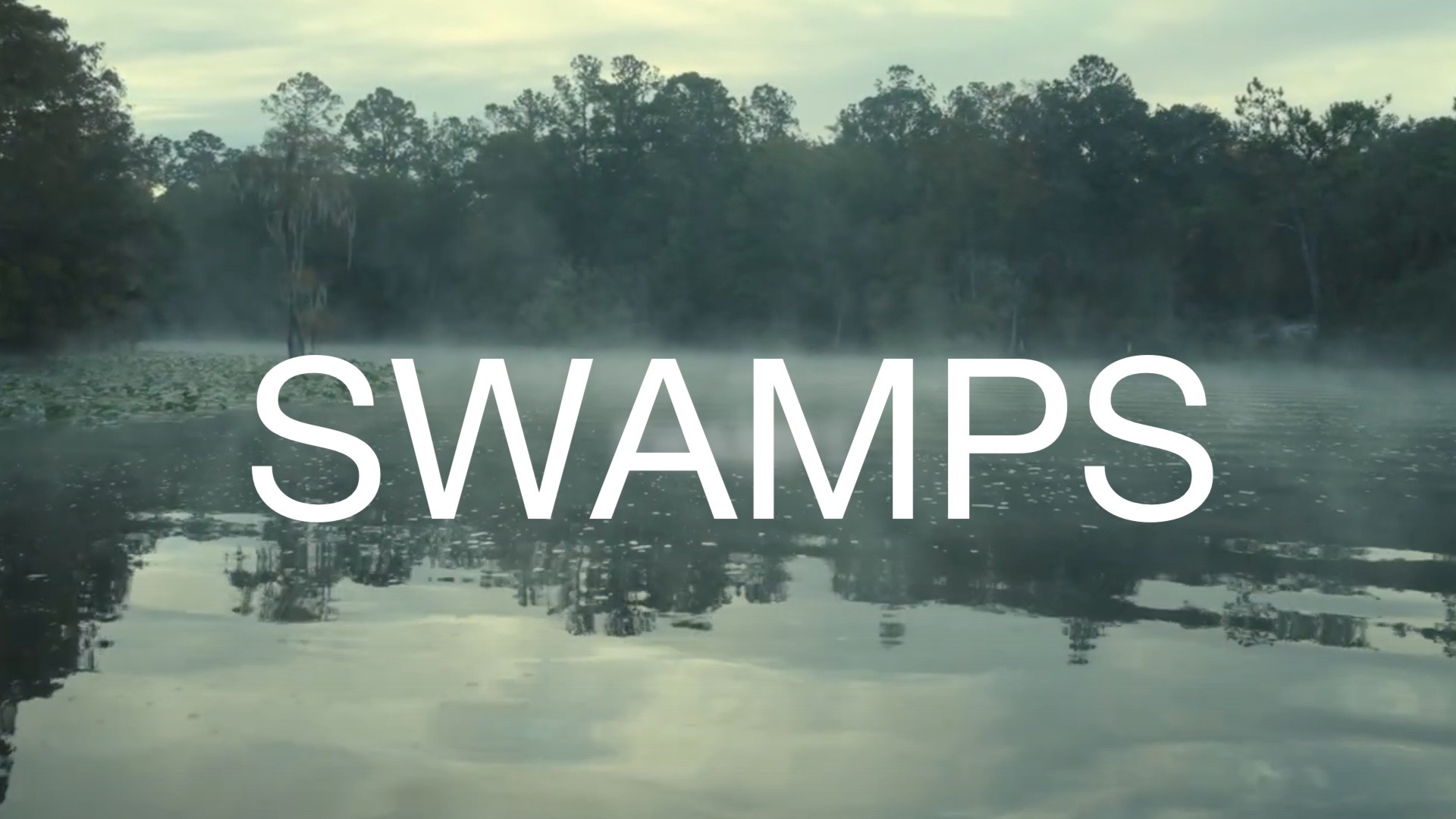 BOOM Library publie Swamps, une collection d’enregistrements de marais ...